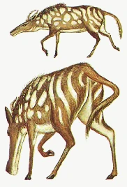 Snorke | Speculative Evolution Wiki | Fandom