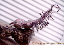 The Snouters: Form and Life of the Rhinogrades | Speculative Evolution ...