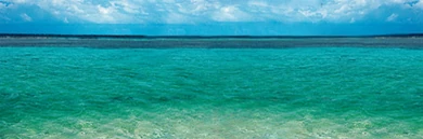 Shallow seas | Speculative Evolution Wiki | Fandom