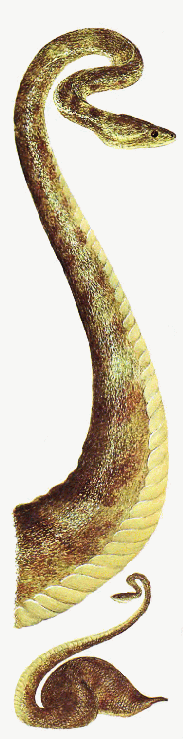 Fatsnake | Speculative Evolution Wiki | Fandom