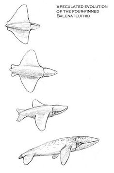 Spec: Balaenateuthia | Speculative Evolution Wiki | Fandom