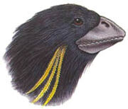 Tromble | Speculative Evolution Wiki | Fandom