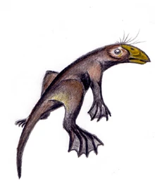 Spec Mammalia: Monotremata | Speculative Evolution Wiki | Fandom