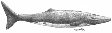 Spec: Mosasauria | Speculative Evolution Wiki | Fandom