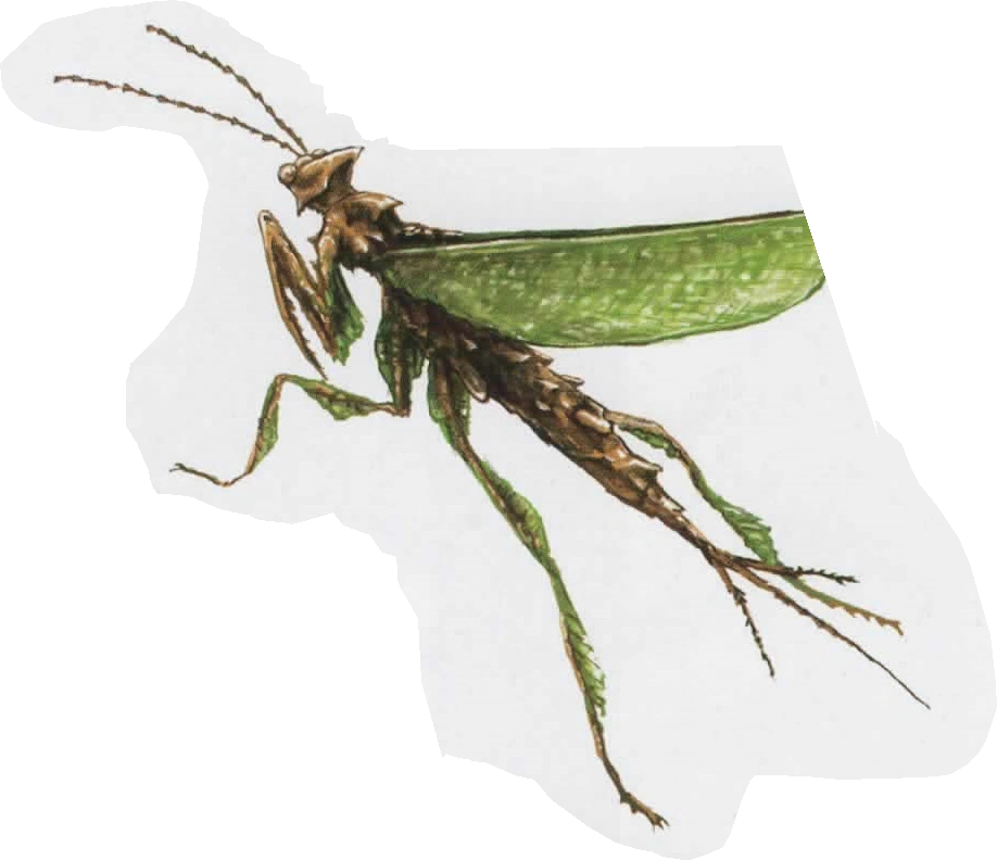 Fallow Mantis Speculative Evolution Wiki Fandom