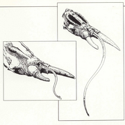 Unth | Speculative Evolution Wiki | Fandom