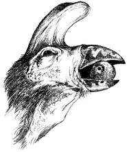 Crackbeak | Speculative Evolution Wiki | Fandom