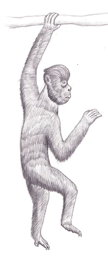 Spec Mammalia: Metatheria | Speculative Evolution Wiki | Fandom