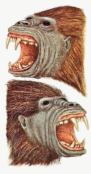 Raboon | Speculative Evolution Wiki | Fandom