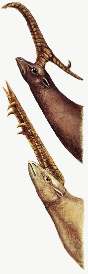 Gigantelope | Speculative Evolution Wiki | Fandom