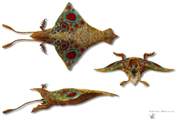 Rhombosepia imperator | Speculative Evolution Wiki | Fandom