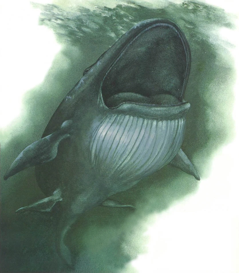 Whulk | Speculative Evolution Wiki | Fandom