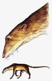 Predator Rats | Speculative Evolution Wiki | Fandom