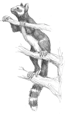 Spec Mammalia: Pokemuroidea | Speculative Evolution Wiki | Fandom