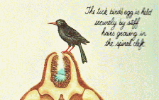 Tick Bird Speculative Evolution Wiki Fandom