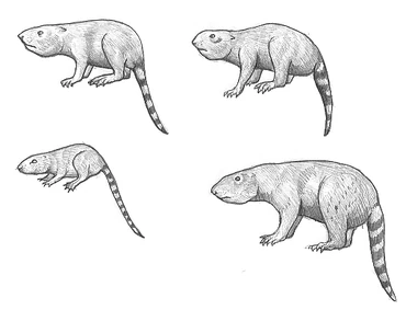 Spec Mammalia: Multituberculata | Speculative Evolution Wiki | Fandom