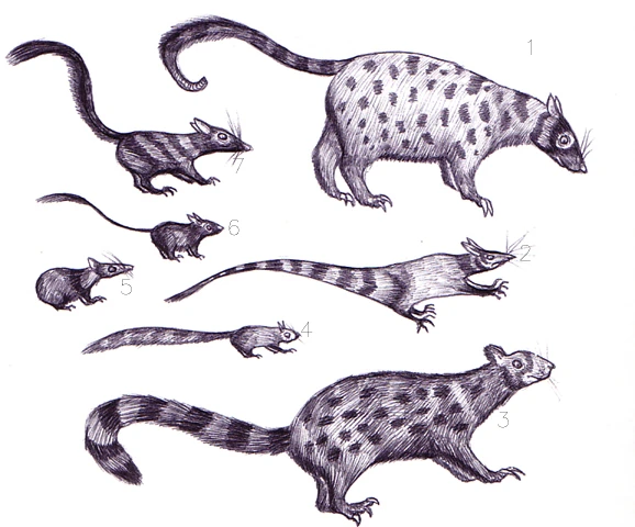 Spec Mammalia: Microbiotheria | Speculative Evolution Wiki | Fandom