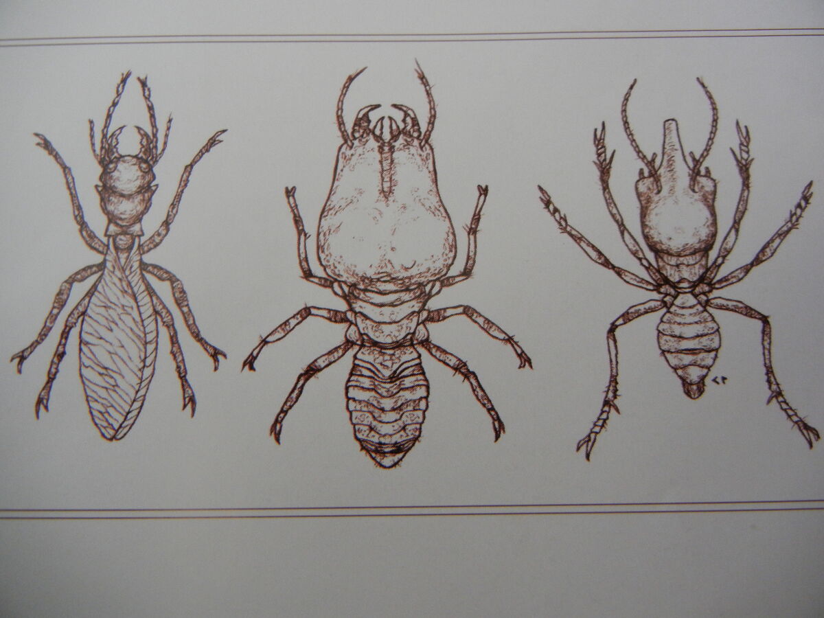 Skull Island Termite Speculative Evolution Wiki Fandom