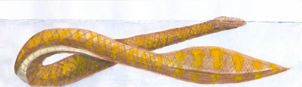 Spec: Ophidia | Speculative Evolution Wiki | Fandom