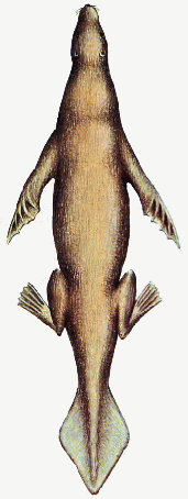 Pytheron | Speculative Evolution Wiki | Fandom