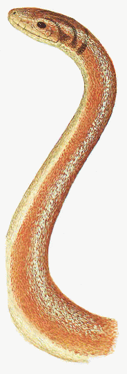 Pacauan Bird Snake | Speculative Evolution Wiki | Fandom