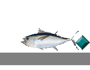 ADAM,S SPEED CHALENGE 2: TUNA SACRIFICE | Speed Challenge Wiki | Fandom