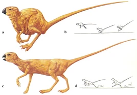 Дебарил | Спекулятивная биология Вики вики | Fandom