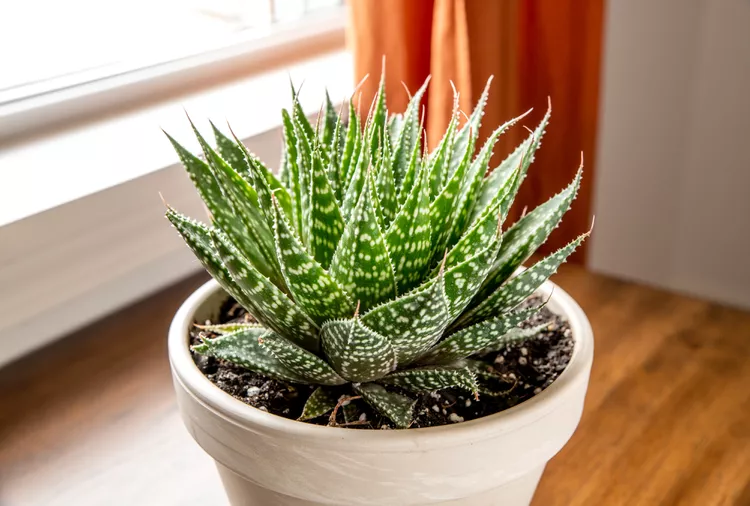 Aloe | Spell Components Wiki | Fandom