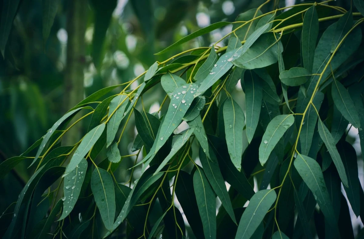 Eucalyptus leaves | Spell Components Wiki | Fandom