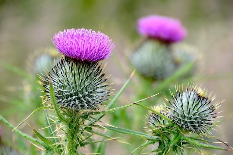 Thistle | Spell Components Wiki | Fandom