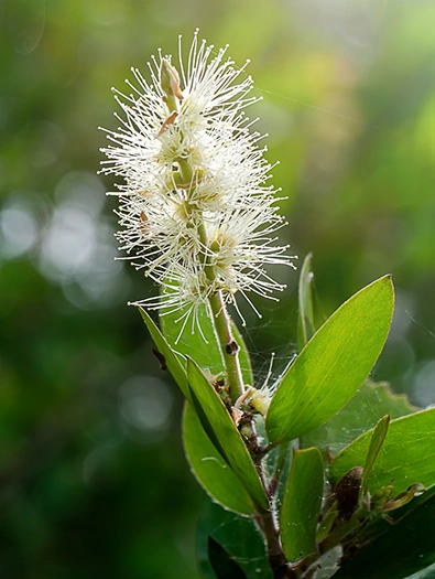 Cajeput | Spell Components Wiki | Fandom