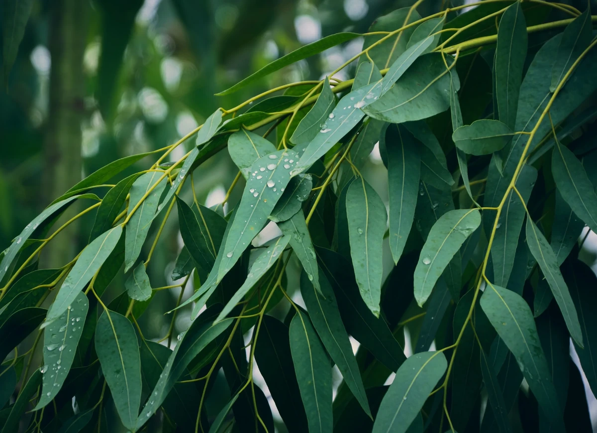 Eucalyptus | Spell Components Wiki | Fandom