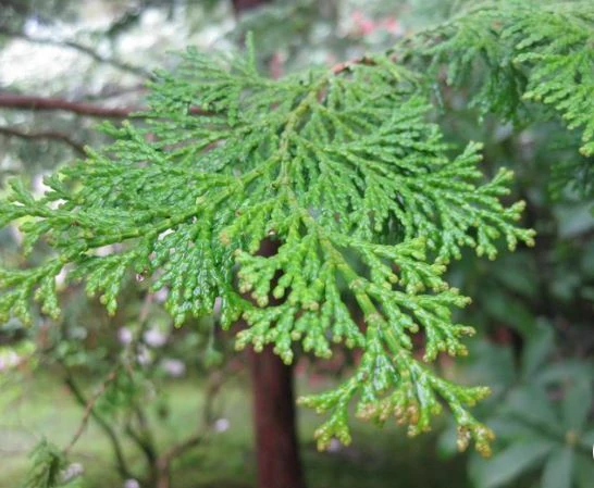 Cypress leaves | Spell Components Wiki | Fandom