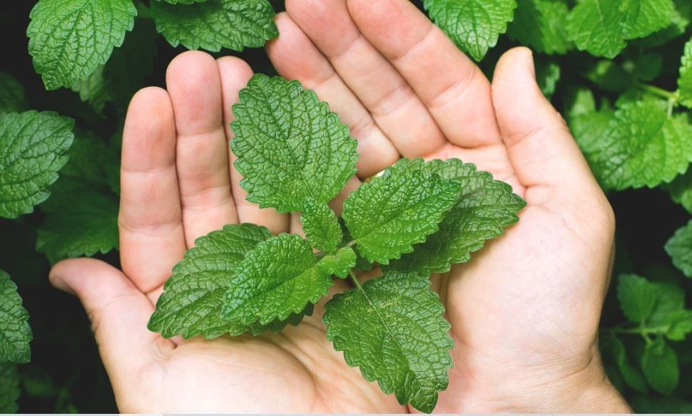 Mint | Spell Components Wiki | Fandom