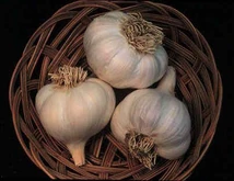 Garlic | Spell Magic Wiki | Fandom