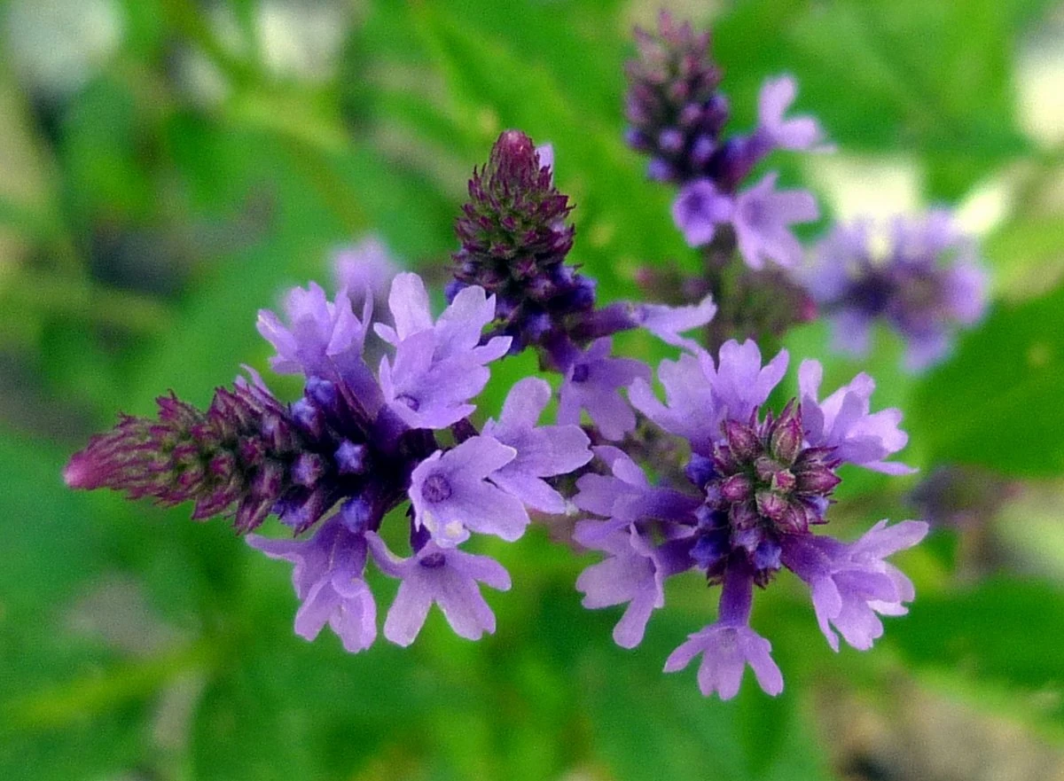 Verivain | Spell Magic Wiki | Fandom