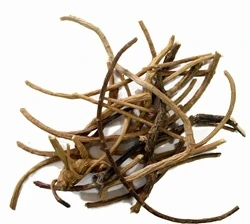 African Dream Root | Spell Magic Wiki | Fandom