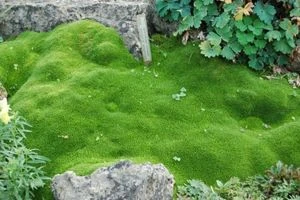 Irish Moss | Spell Magic Wiki | Fandom