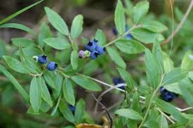 Blue Berry Leaves | Spell Magic Wiki | Fandom