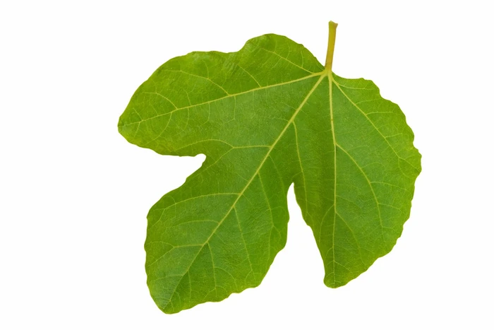 Fig Leaves | Spell Magic Wiki | Fandom