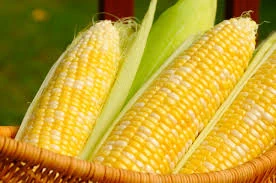 Corn | Spell Magic Wiki | Fandom