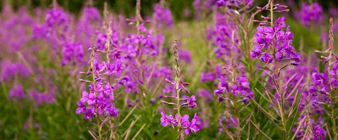 Willow | Spell Magic Wiki | Fandom