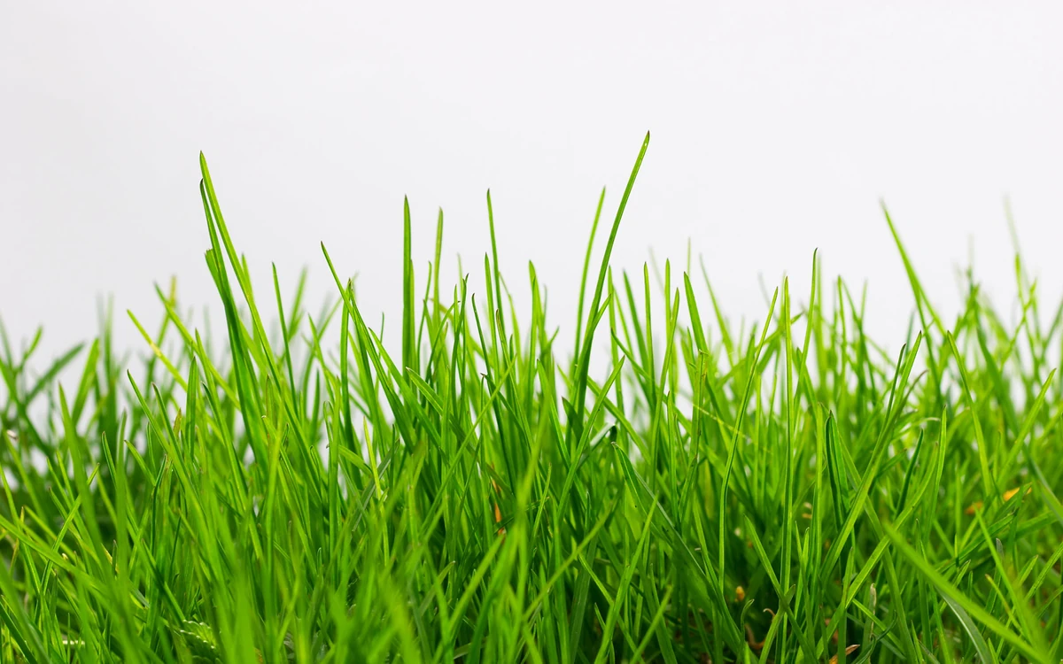 Grass | Spell Magic Wiki | Fandom