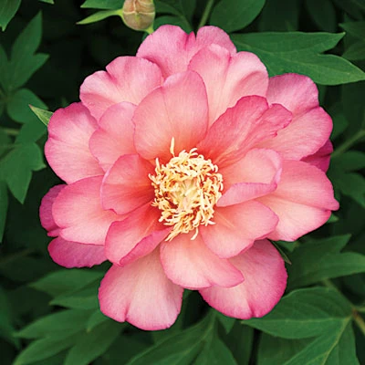 Peony | Spell Magic Wiki | Fandom