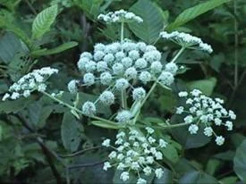 Hemlock | Spell Magic Wiki | Fandom