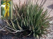 Aloe Vera | Spell Magic Wiki | Fandom
