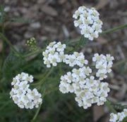 Yarrow root | Spell Magic Wiki | Fandom