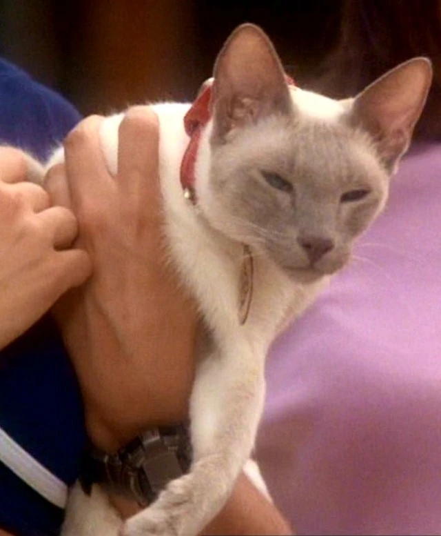 Kit | SpellingTVseries Wiki | Fandom