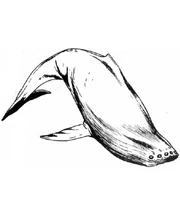 Kindori | Spelljammer Wiki | Fandom