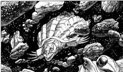 Gammaroid | Spelljammer Wiki | Fandom